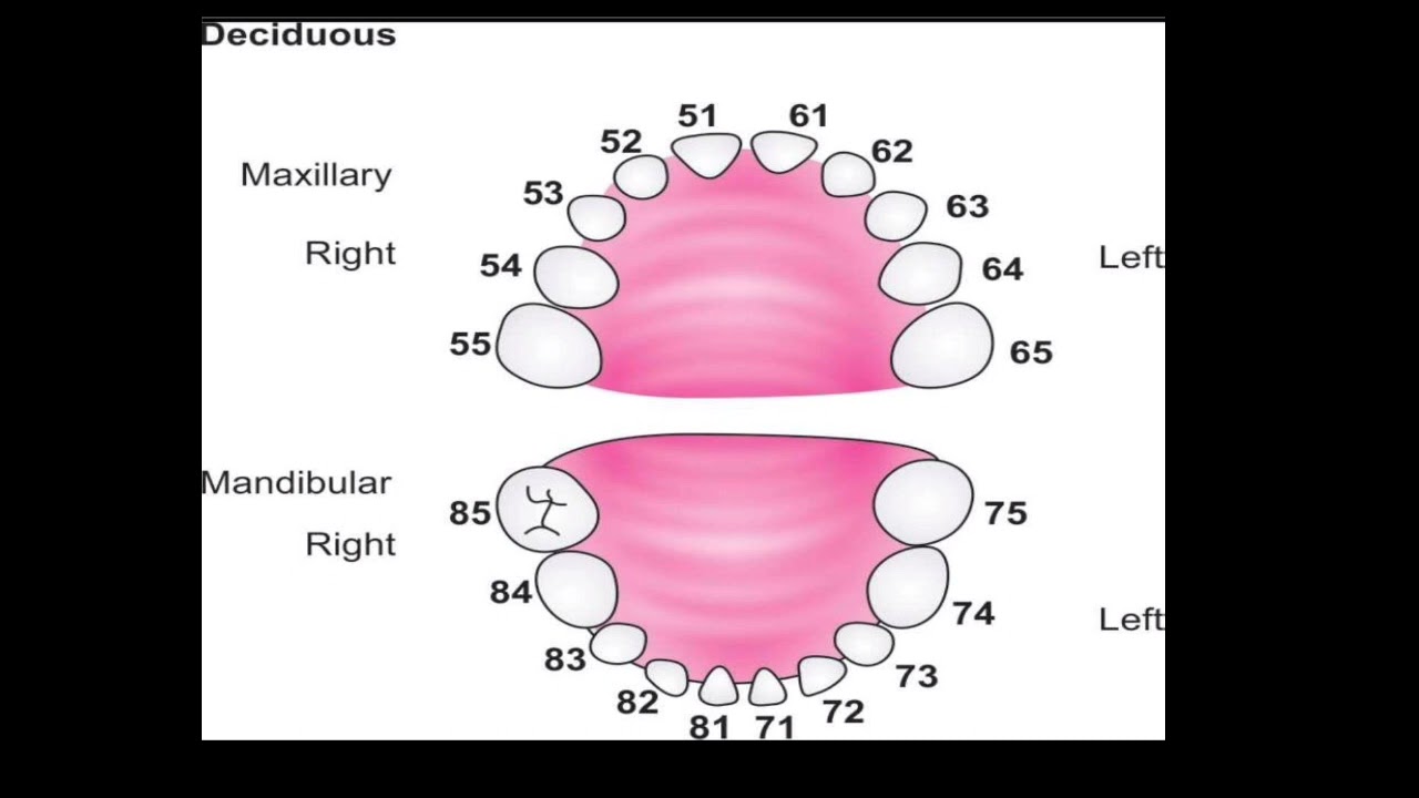 Pedodontics L2 (Tooth Coding) - YouTube
