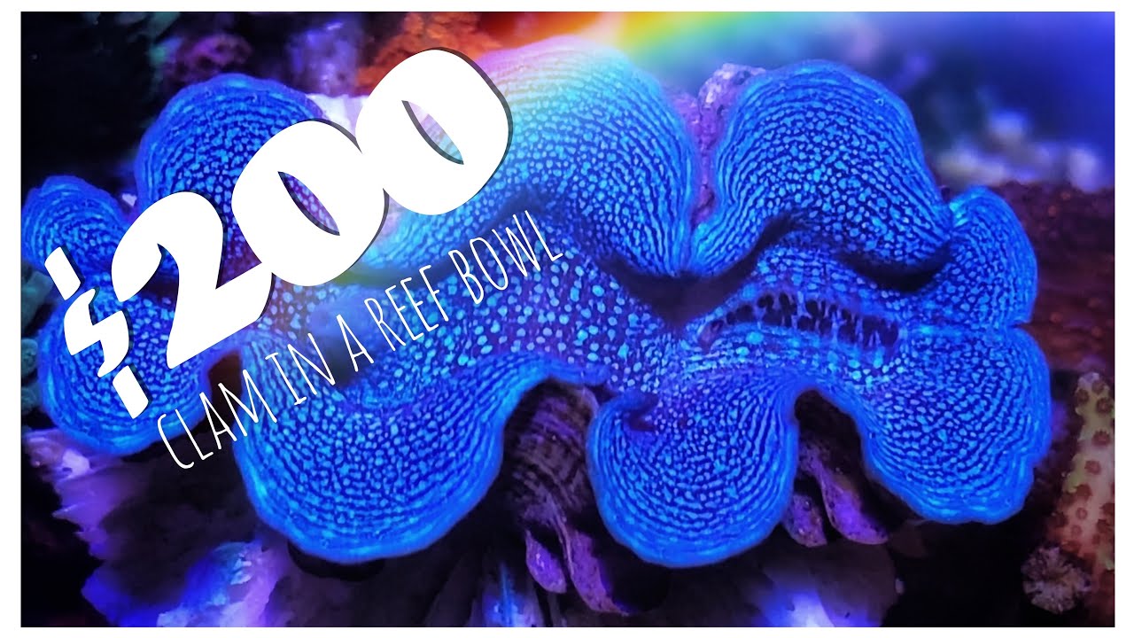 Expensive Clam in a Reef Bowl! - SPS Reef Bowl May Update 2020 - YouTube