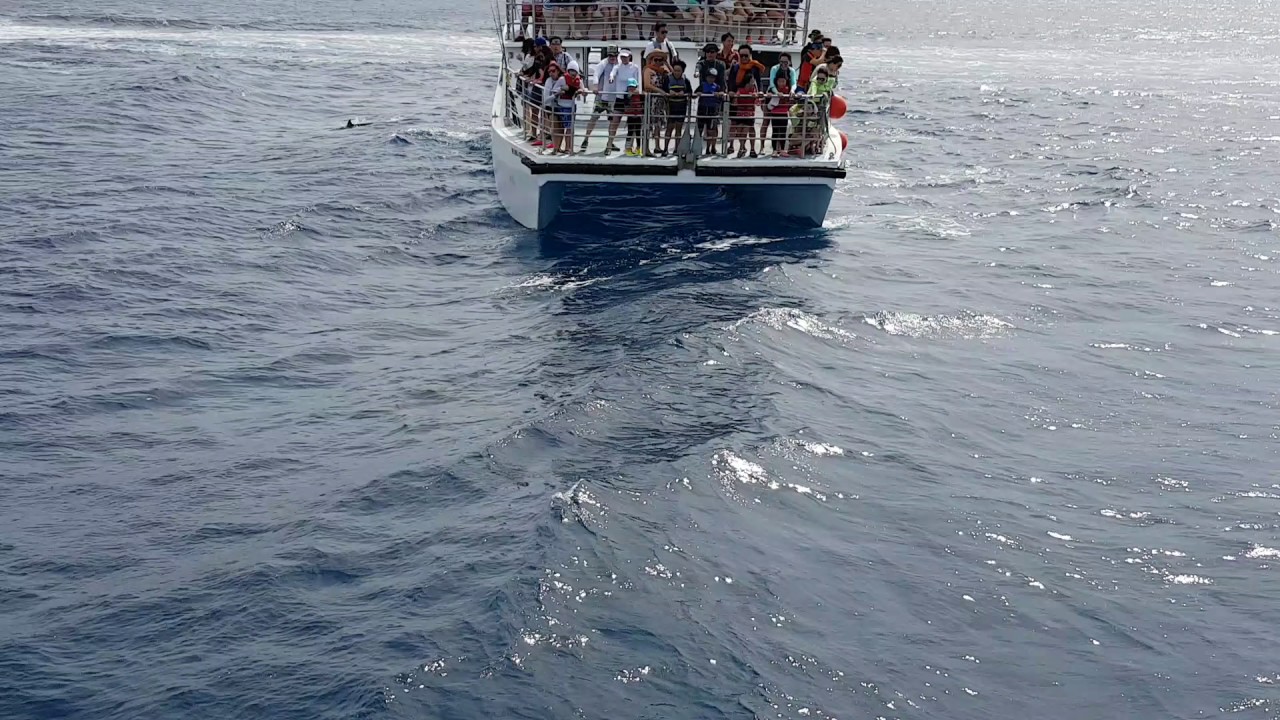 Guam Dolphin watching Tour - YouTube