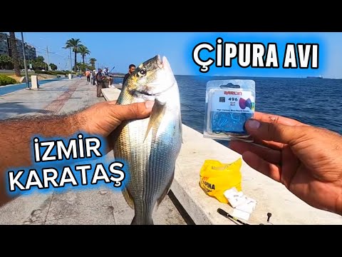 İzmir çipura avı. Çipura avı için olta takımı hazırladık ve test ettik.