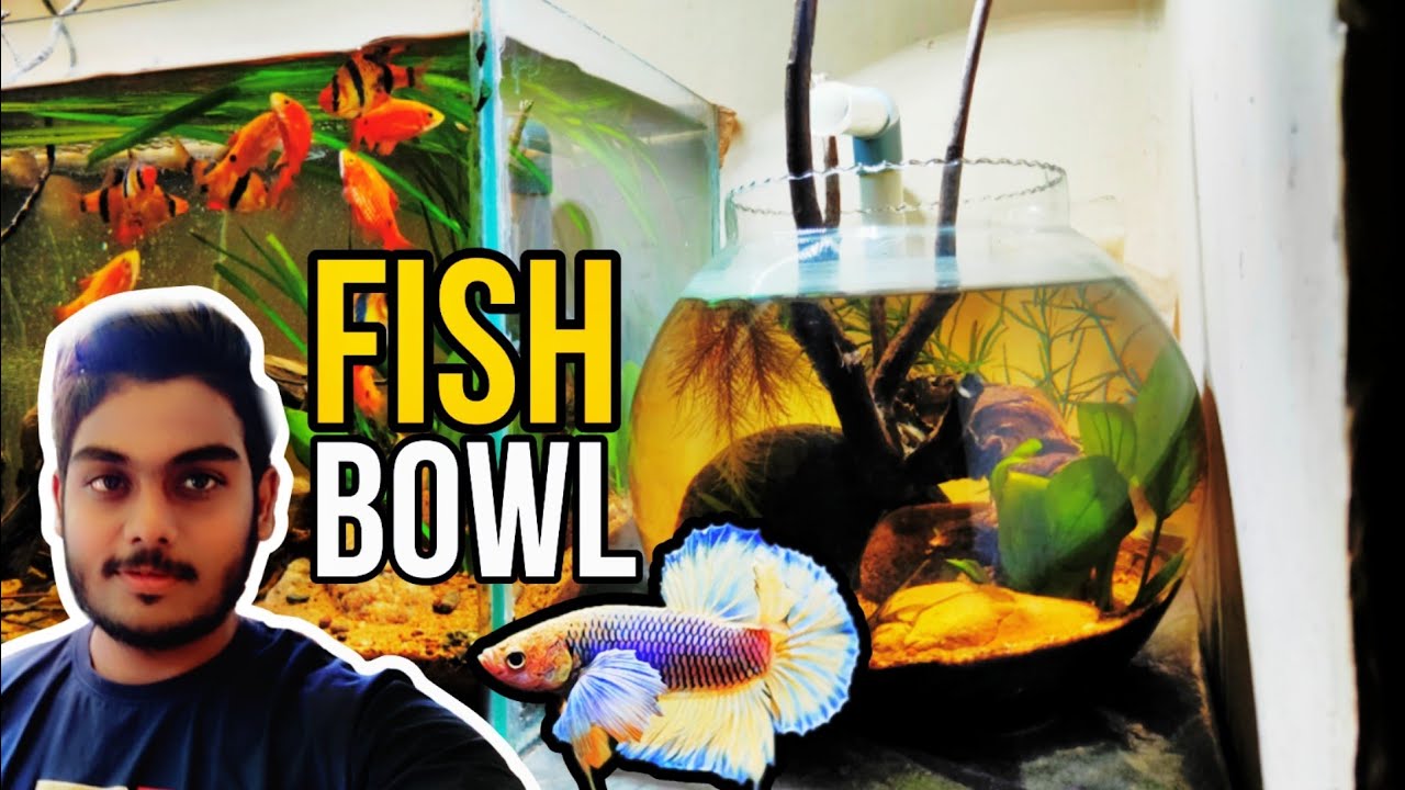 Avoid These Mistakes in Your Fish Bowl Setup Fish Bowl | Planted Fish ...