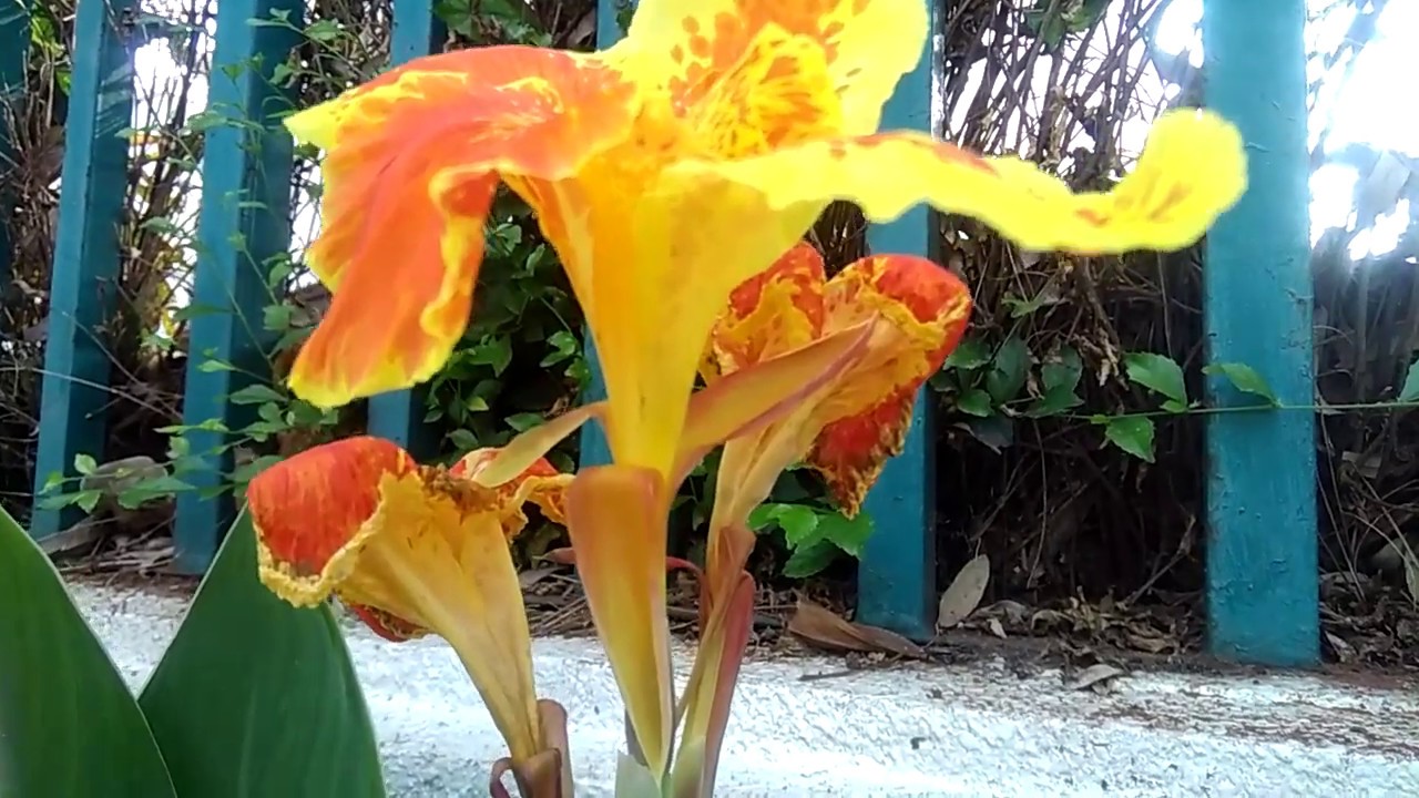 Pesona Bunga Tasbih / Canna / Kana (Canna lily) yang menghiasi tepi ...