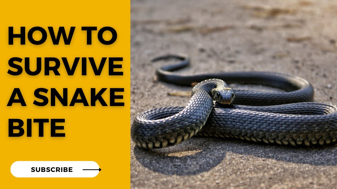 The Unfortunate Bite: Surviving A Snake Bite Animal Series #2 #survival #snakebite - YouTube