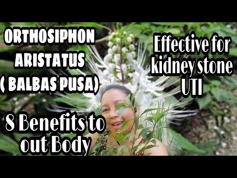 BALBAS PUSA THE HERBAL MEDICINE WITH 8 HEALTH BENEFITS / EFFECTIVE FOR ...