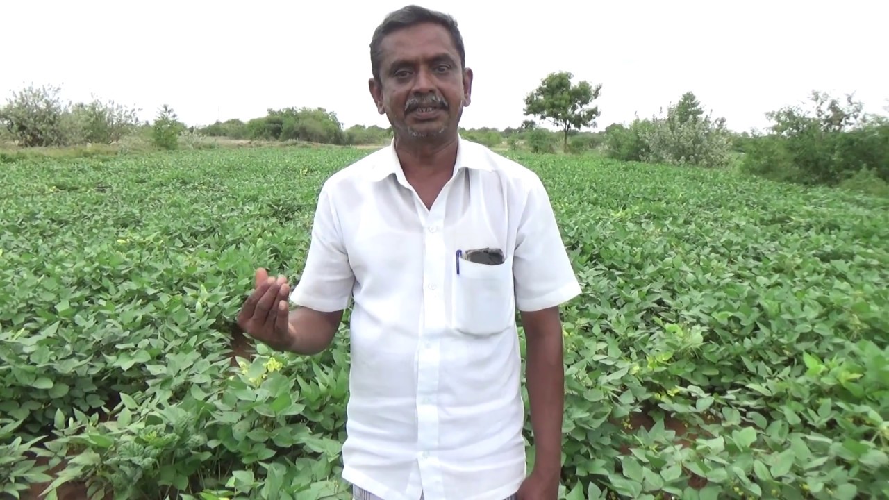 Farmers success story @ Pulses Crop - YouTube