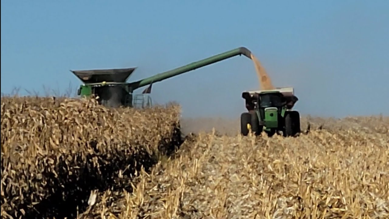 Harvesting Corn!! - YouTube
