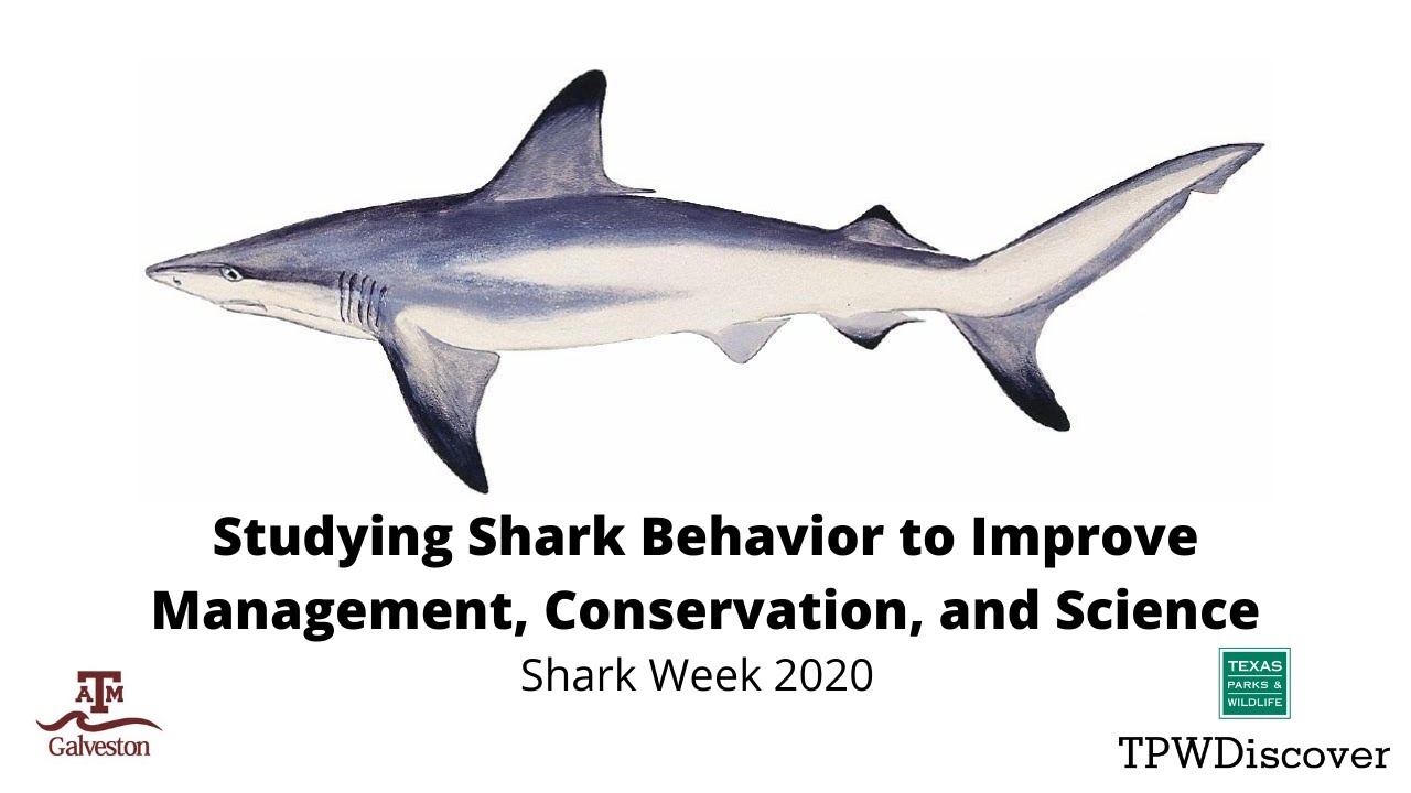 Shark Week 2020 | Studying Shark Behavior to Improve Management ...