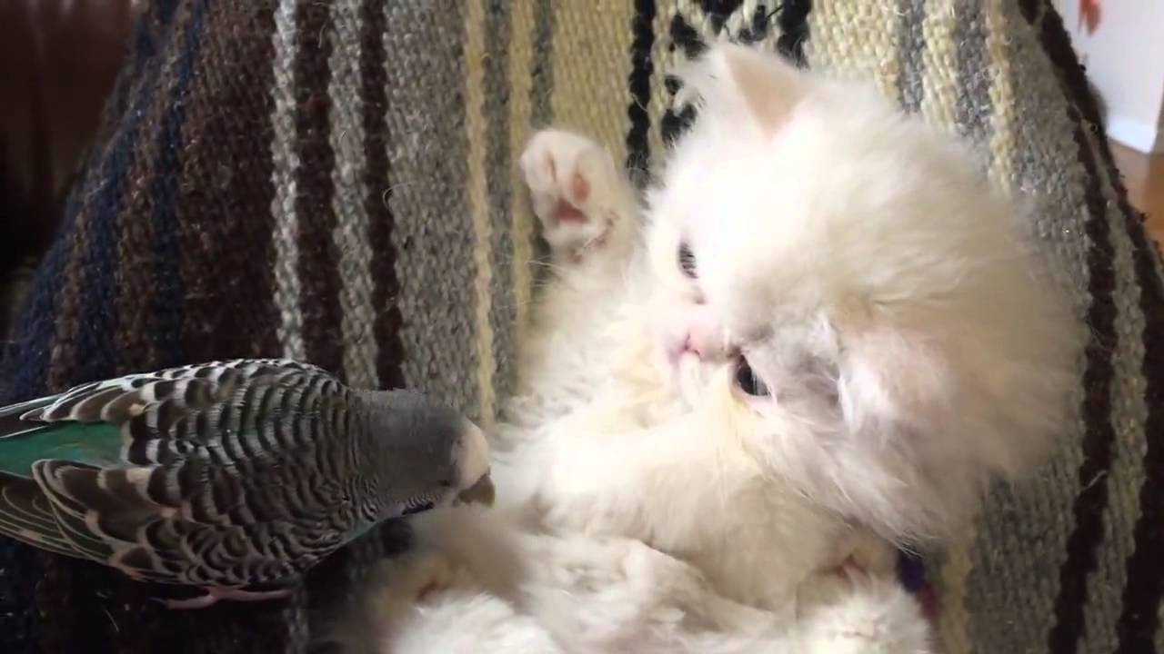 White Persian kitten interacts with friendly parrot - YouTube