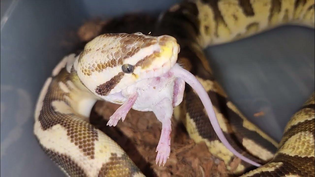 Python Finishes A Mouse - Warning Live Feeding - YouTube