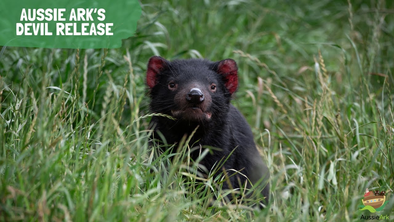 Aussie Ark Devil Release! - YouTube