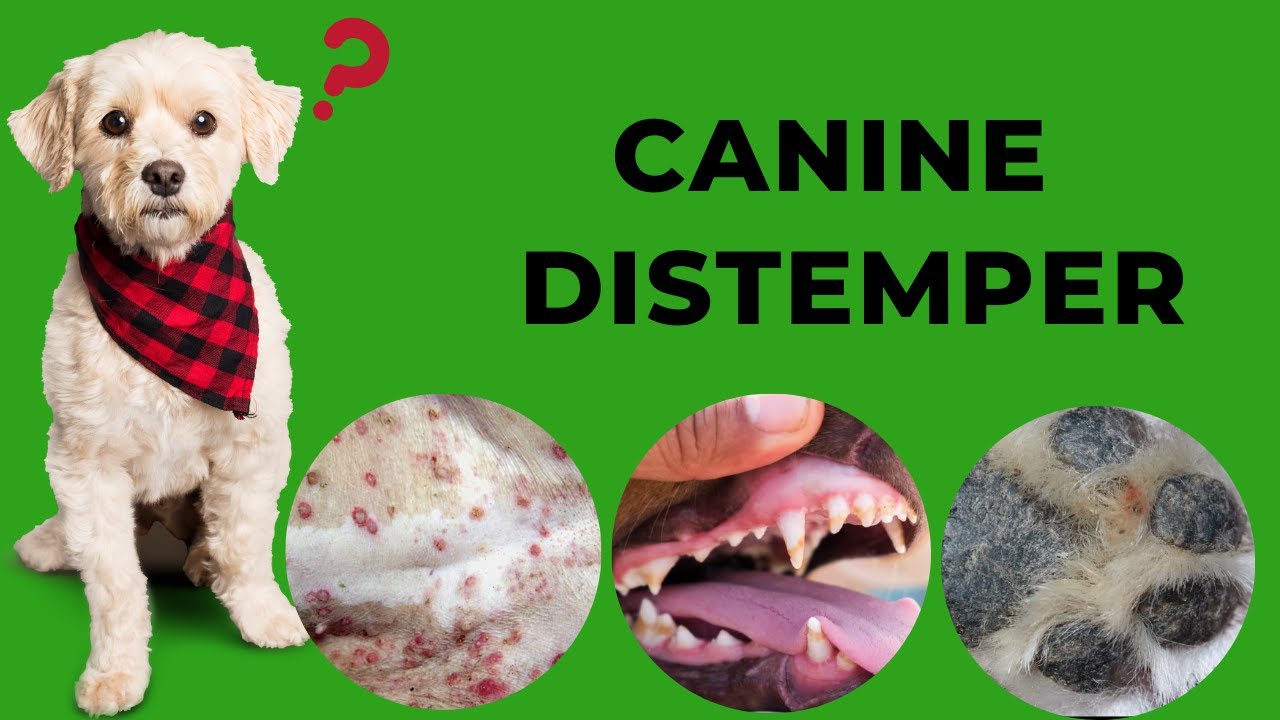 Canine Distemper | Clinical Finding, Diagnosis, Treatment & Prevention ...