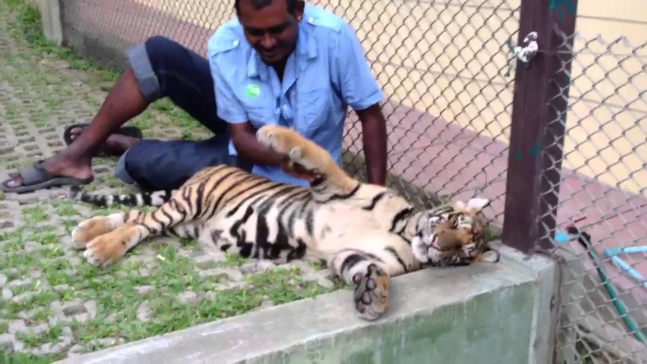 My pet tiger - YouTube