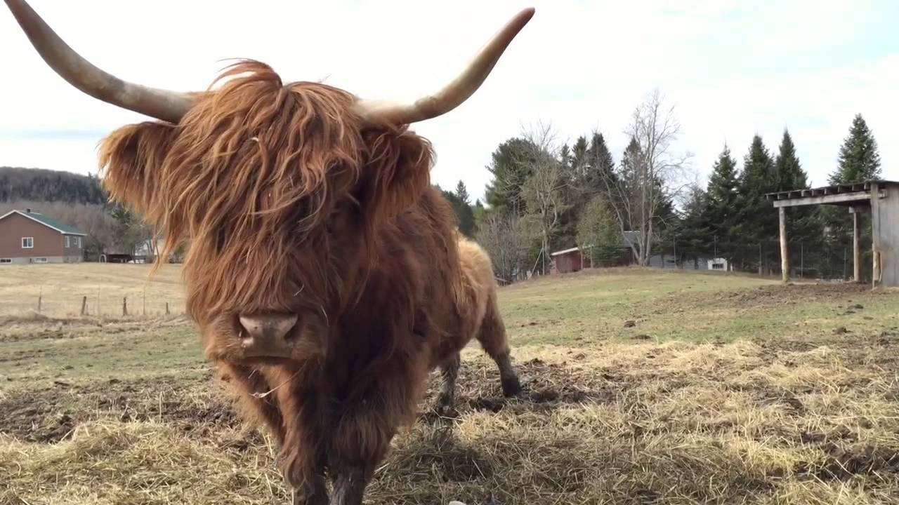 Les Vaches Écossaises Highland - YouTube