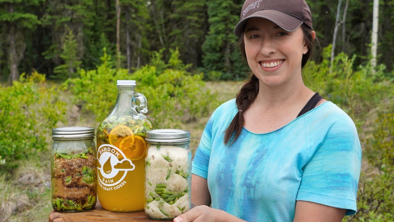 Harvesting Spruce Tips & Dandelions | Alaskan Summer Treats - YouTube