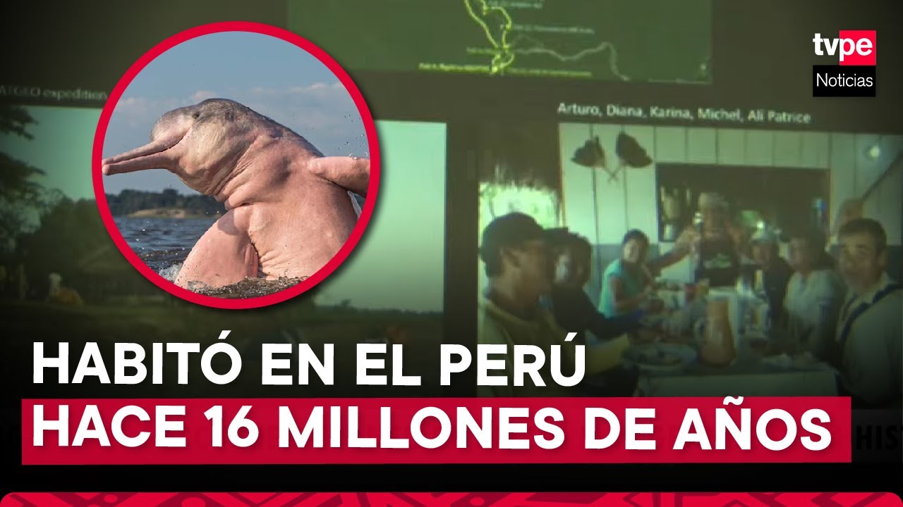Investigadores de la UNMSM descubren el delfín gigante que habitó ...