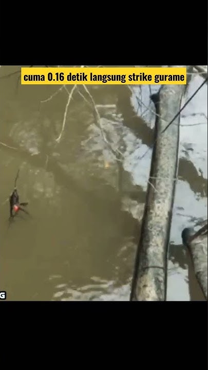 Begini akibatnya kalo mancing gurame tepat di sarangnya#shorts - YouTube