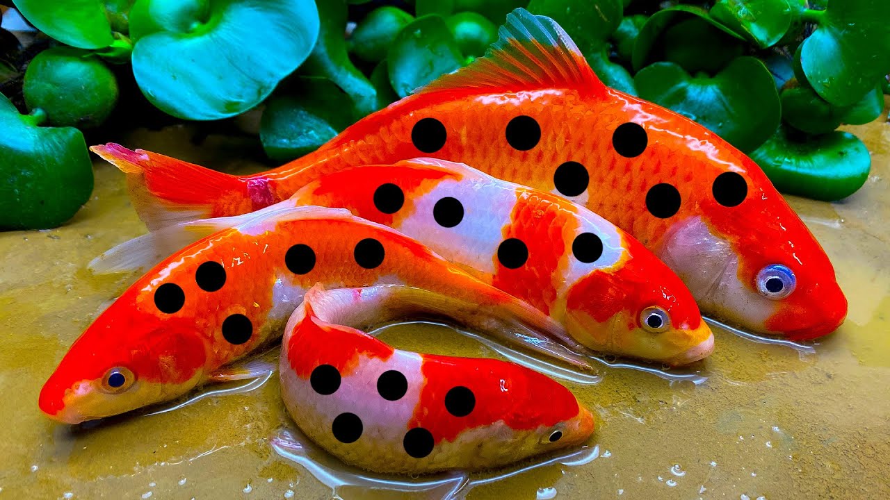 RAINBOW FISH💕Genetically Modified Funny Golden Koi Fish - Loach Trap ...