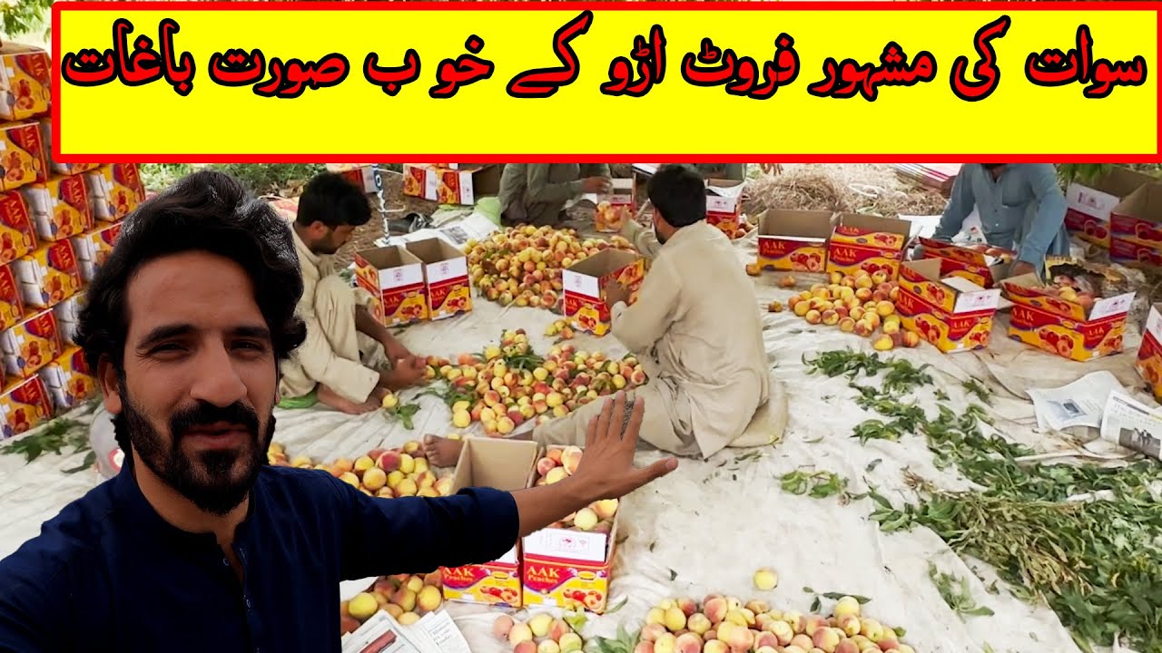 Swat ka Mashoor Fruit Aroo k baghaat || Most popular fruit of SWAT ...