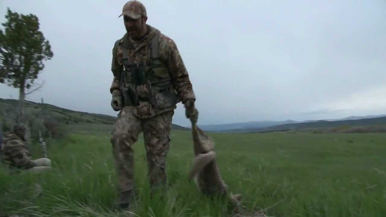 Predator Strikeforce calls in a couple coyotes! - YouTube