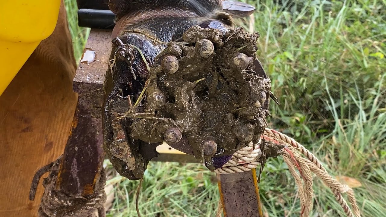 Nicely!! Cleaning the cow's feet and removing the iron - YouTube