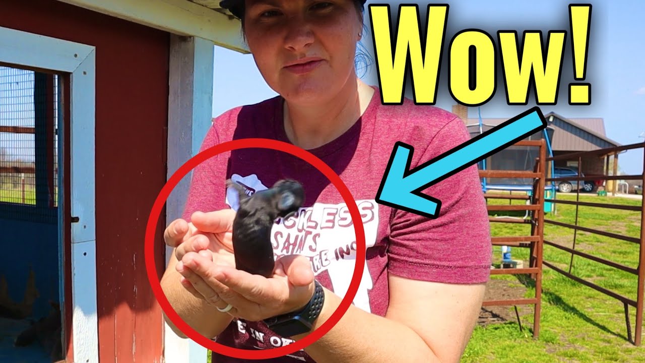 NEVER Before Seen Footage | Baby Rabbit Does BACKFLIP | - YouTube