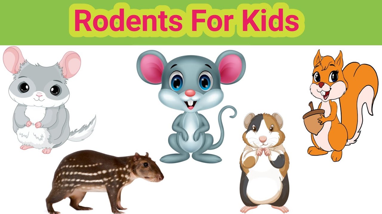 Rodents name and sound. #rodents # learn rodents for kids # ...