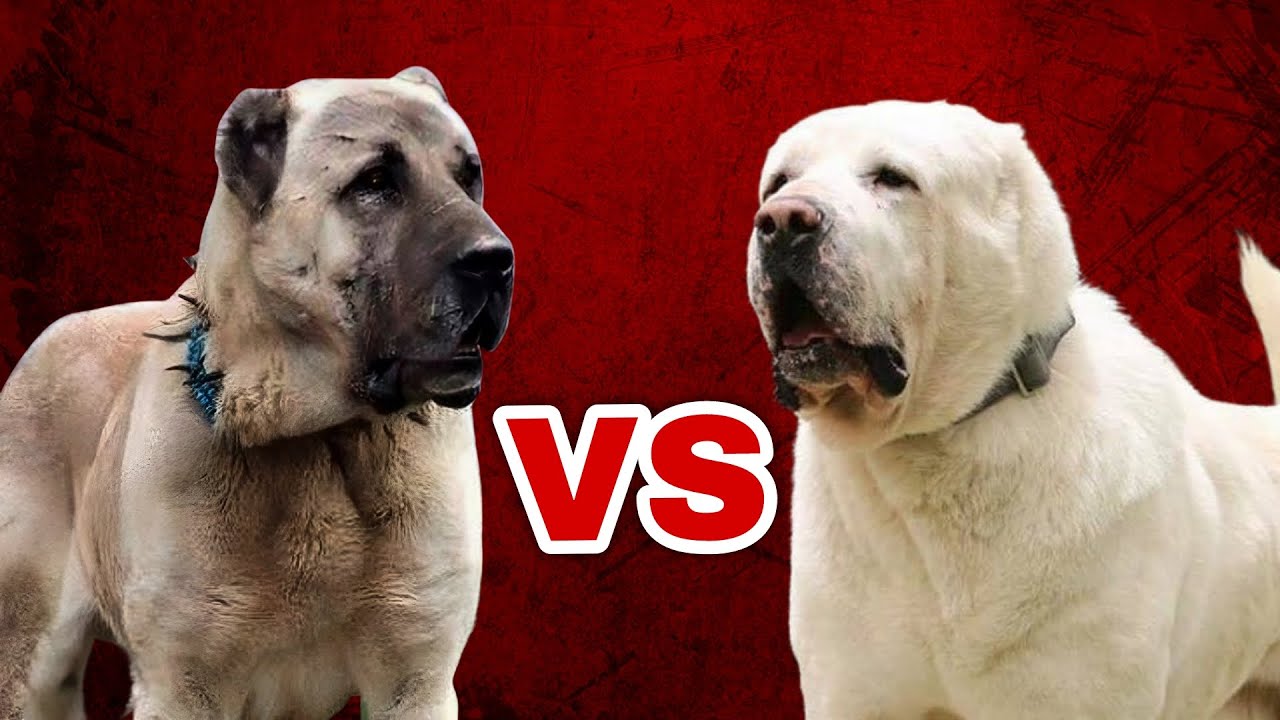 Breed Showdown: Alabai VS Kangal - YouTube
