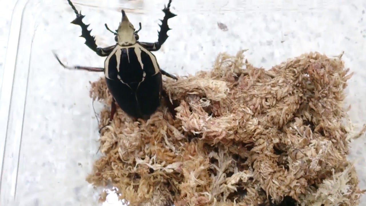 Amazing color - black blue Mecynorhina torquata ugandensis - YouTube