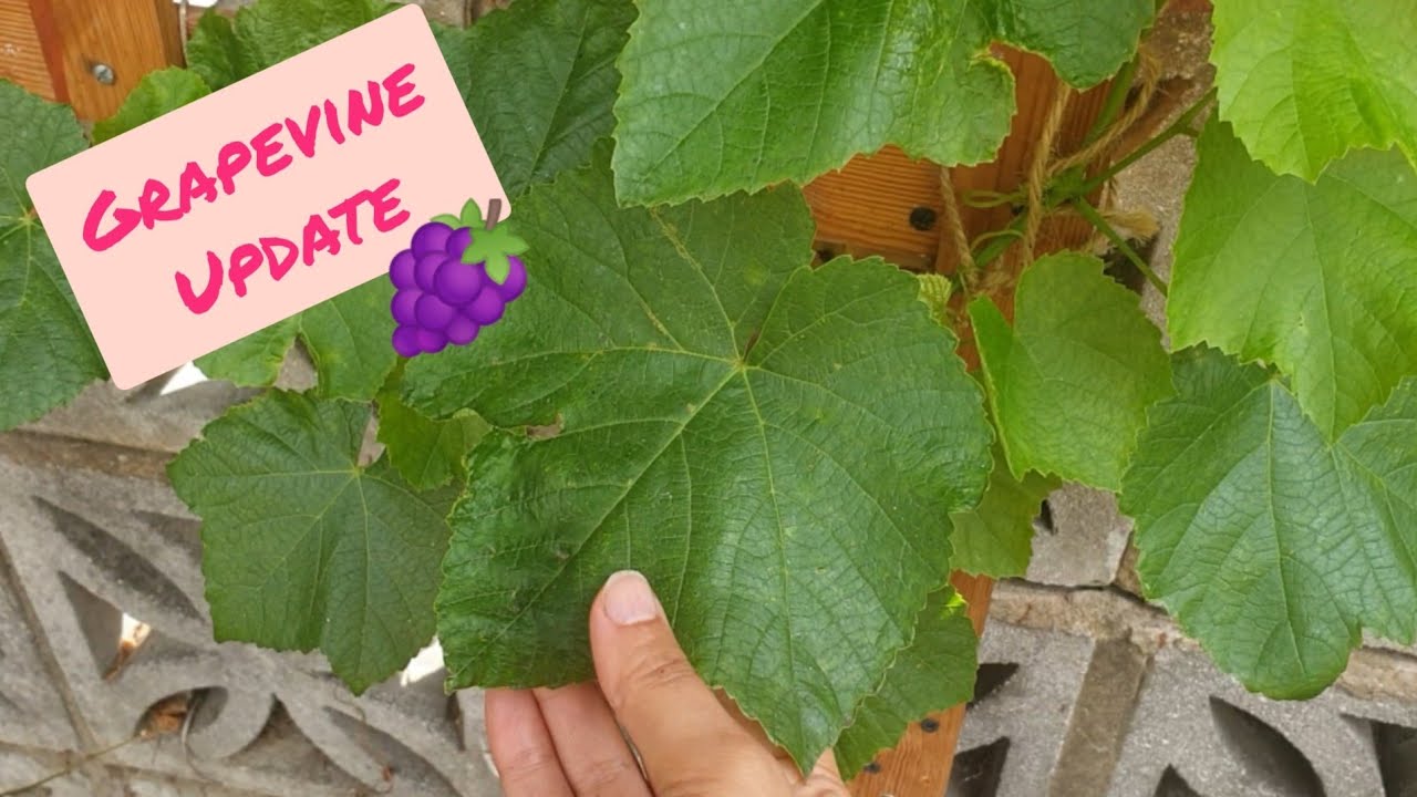 Grapevine Update: Comparing Two different Varieties - Lakemont ...