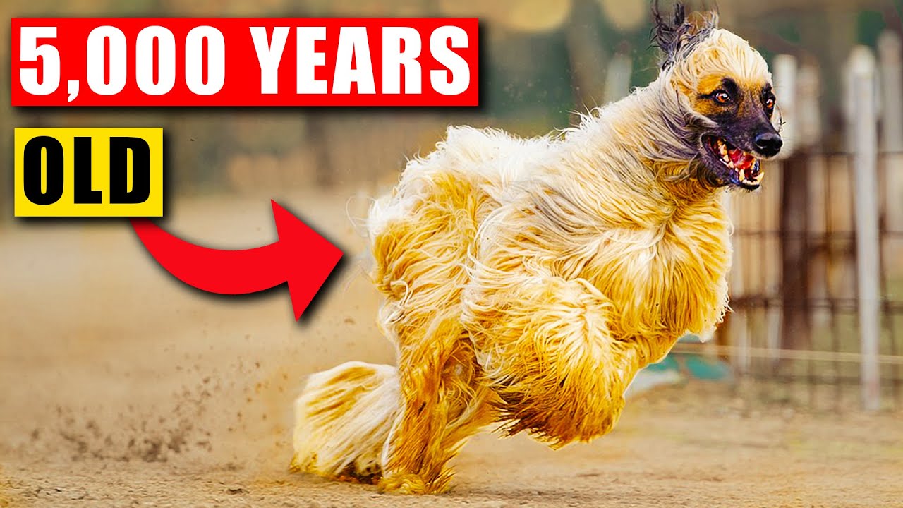 The "Forgotten" Ancient Dog Breeds of Earth - YouTube