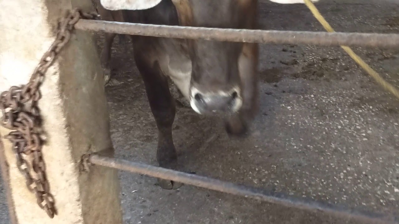 Ta brava la novillona xd - YouTube