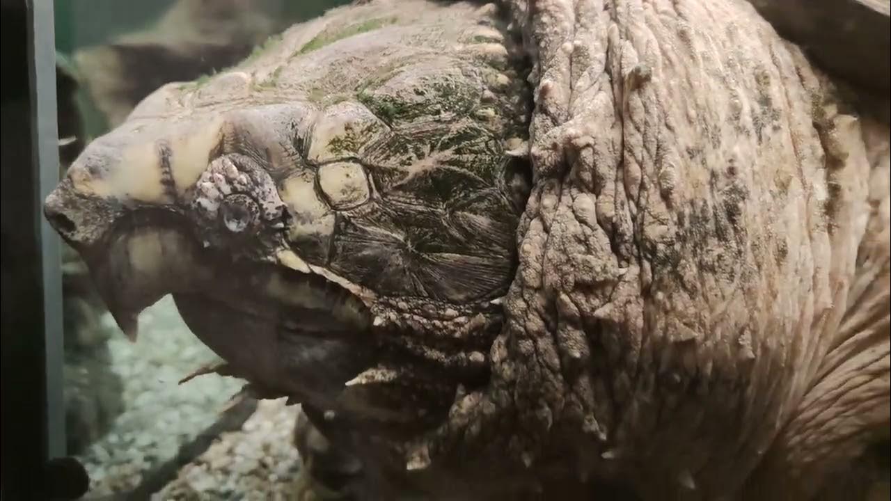 Huge Alligator snapping turtle setup - YouTube