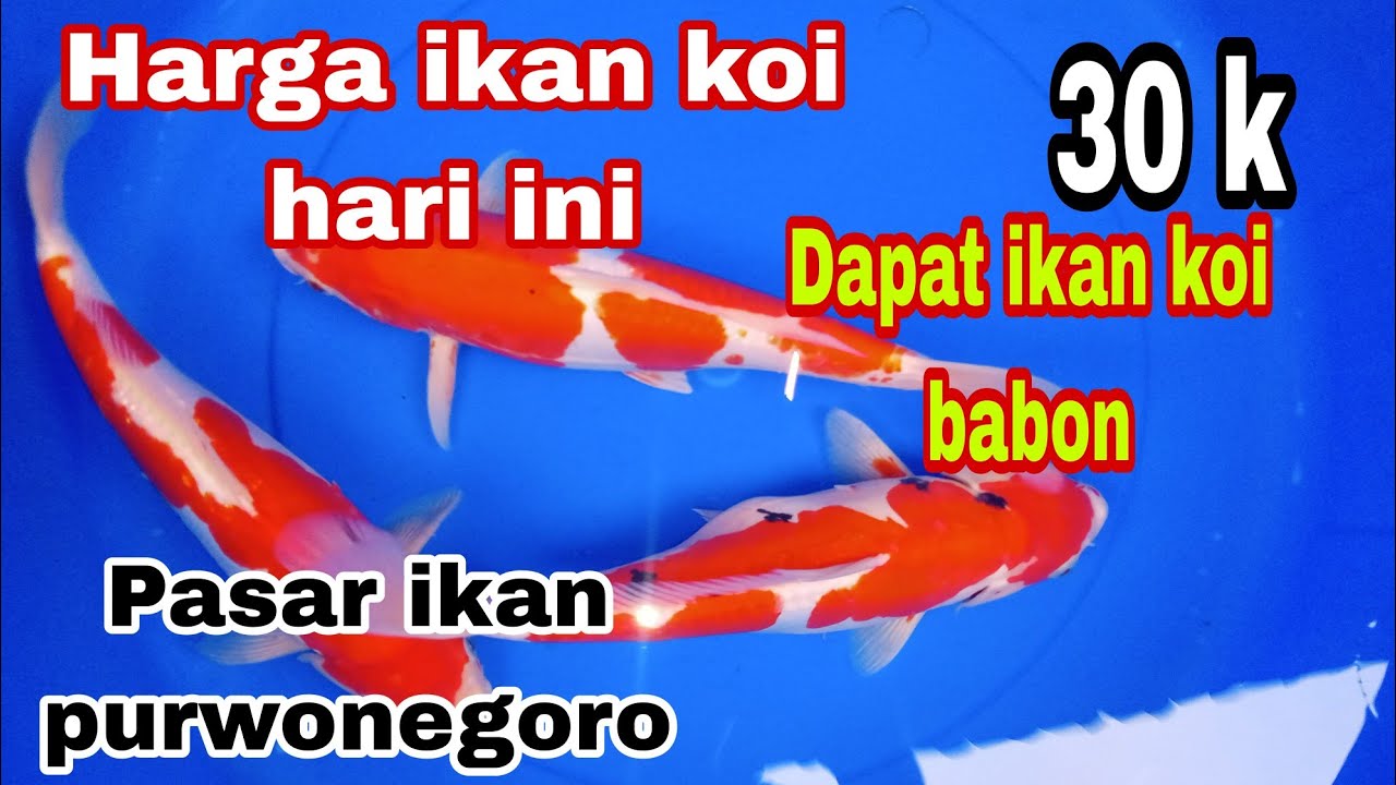 Pasar ikan purwonegoro hari ini 30k dapat ikan gede gede banget..👍👍 ...