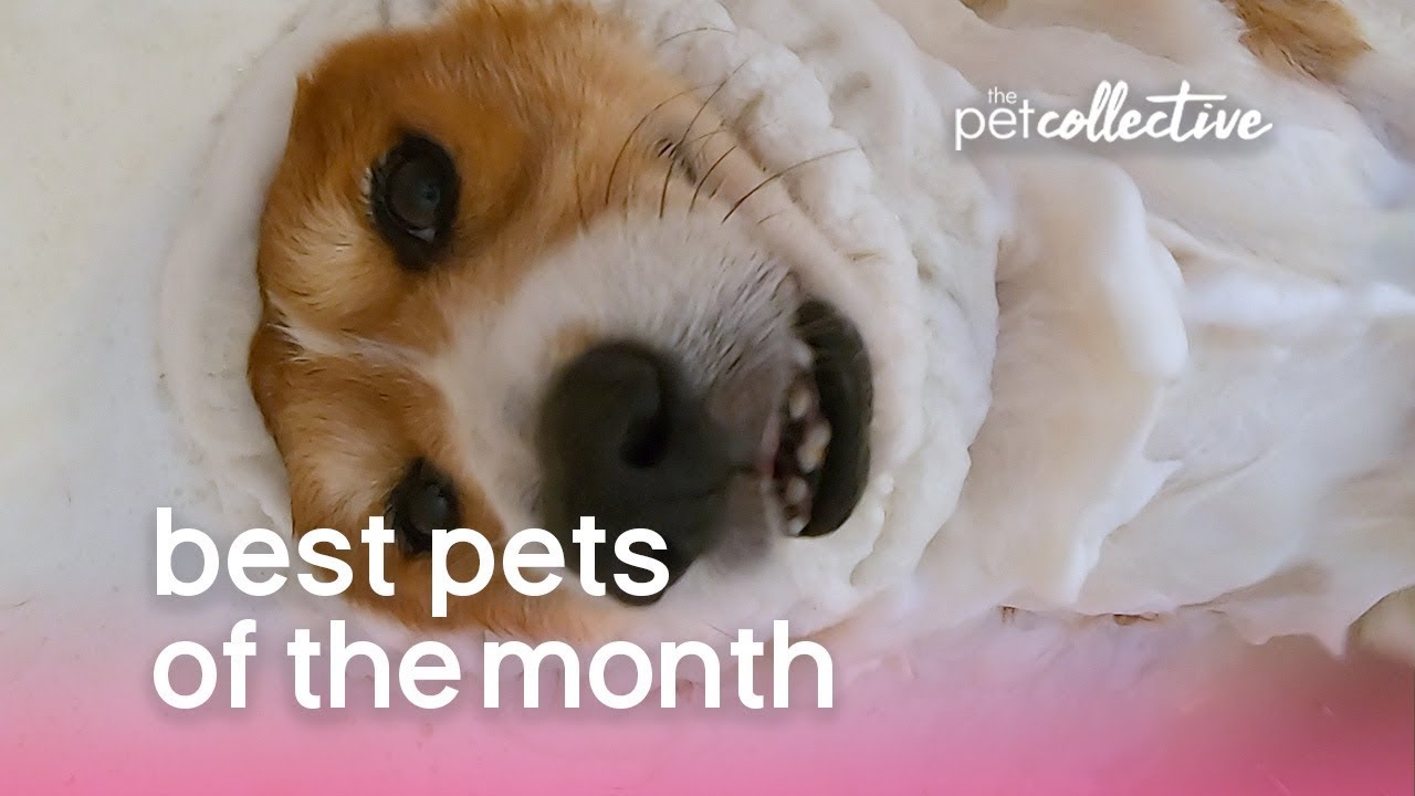 Best Pets of the Month: November 2019 | The Pet Collective - YouTube