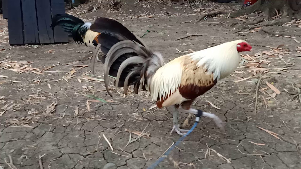 melsims grey x blue @roundhead - YouTube