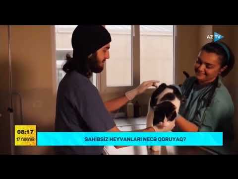 Sahibsiz heyvanları necə qoruyaq? | AZTV Telesəhər