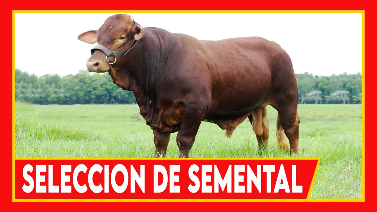 🏆 GANADO BOVINO 🔴 COMO SELECCIONAR UN SEMENTAL - YouTube