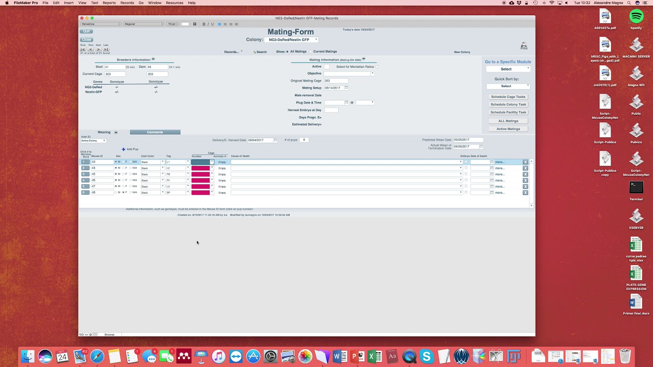 Mouse Colony: lançar nascimentos - YouTube
