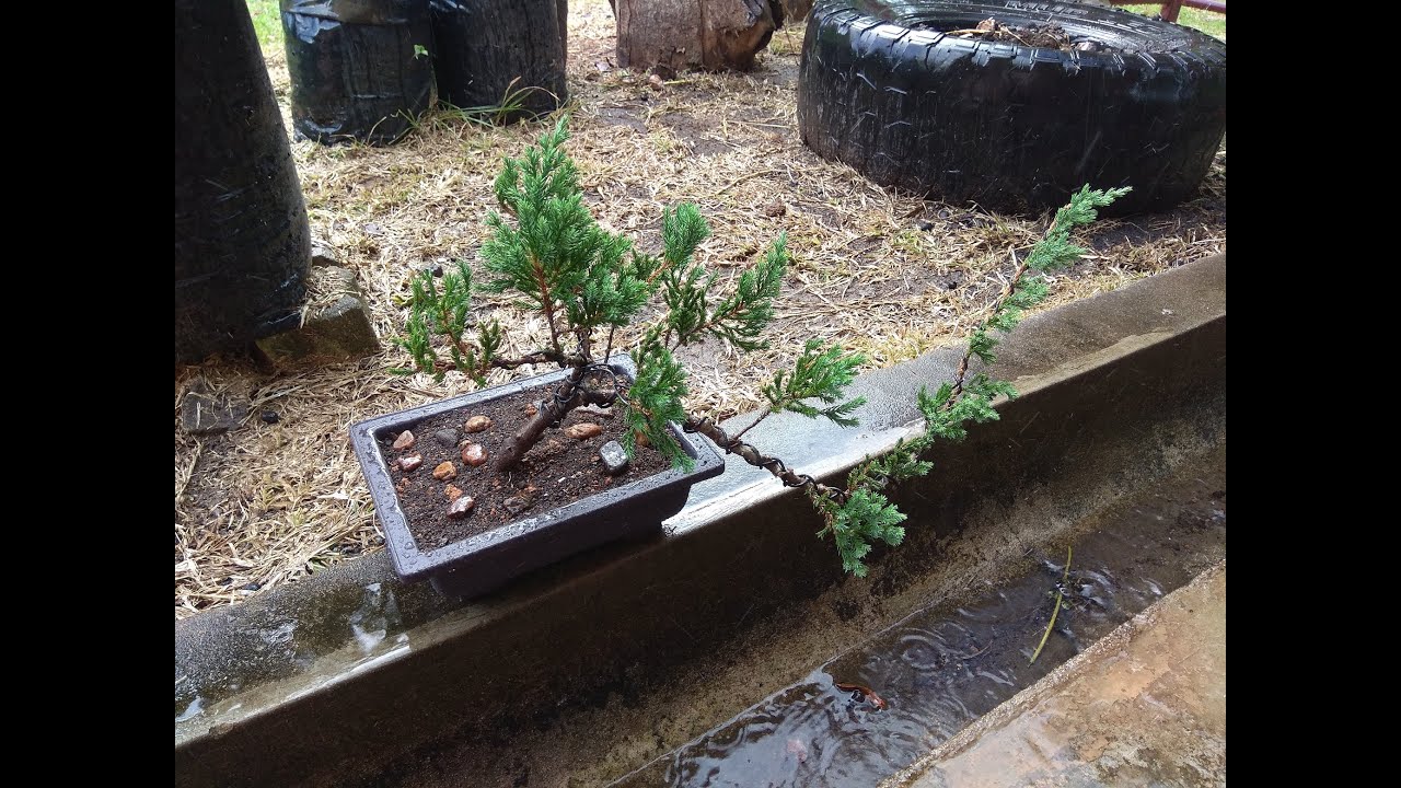 Pruning and Re-potting Sleeping Pine Bonsai - YouTube