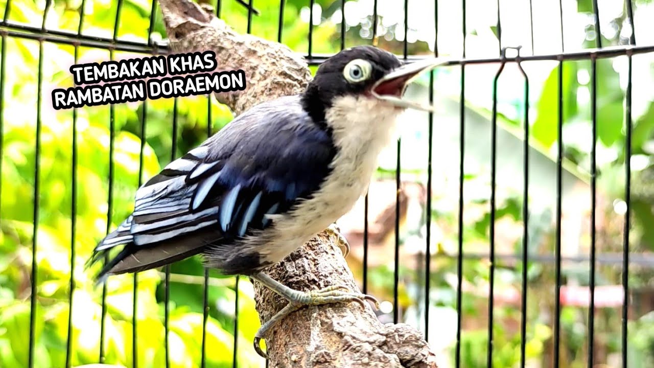 Tembakan burung rambatan doraemon gacor - YouTube