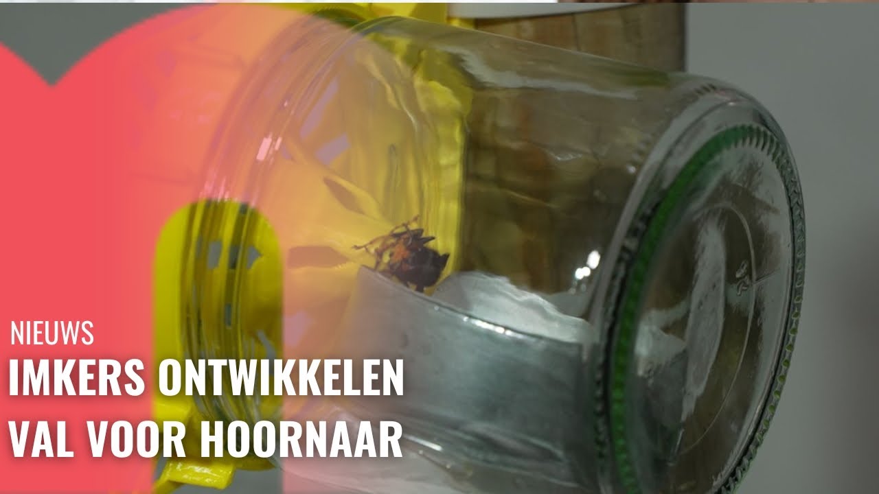 Imkers ontwikkelen val voor hoornaar - YouTube