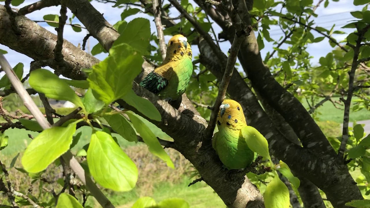 Alle fugler små de er - YouTube