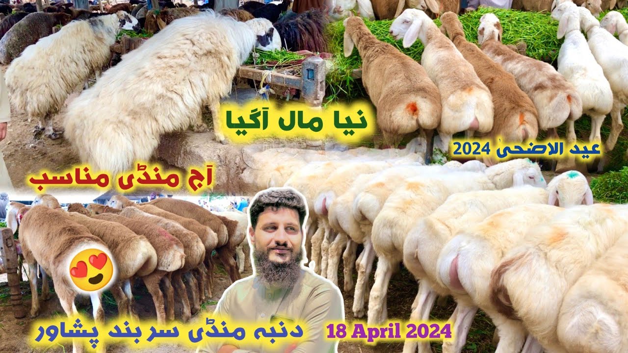 Dumba Mandi Peshawar New Updates 18/04/2024 | Turkey Balkhi Sheep Eid ...