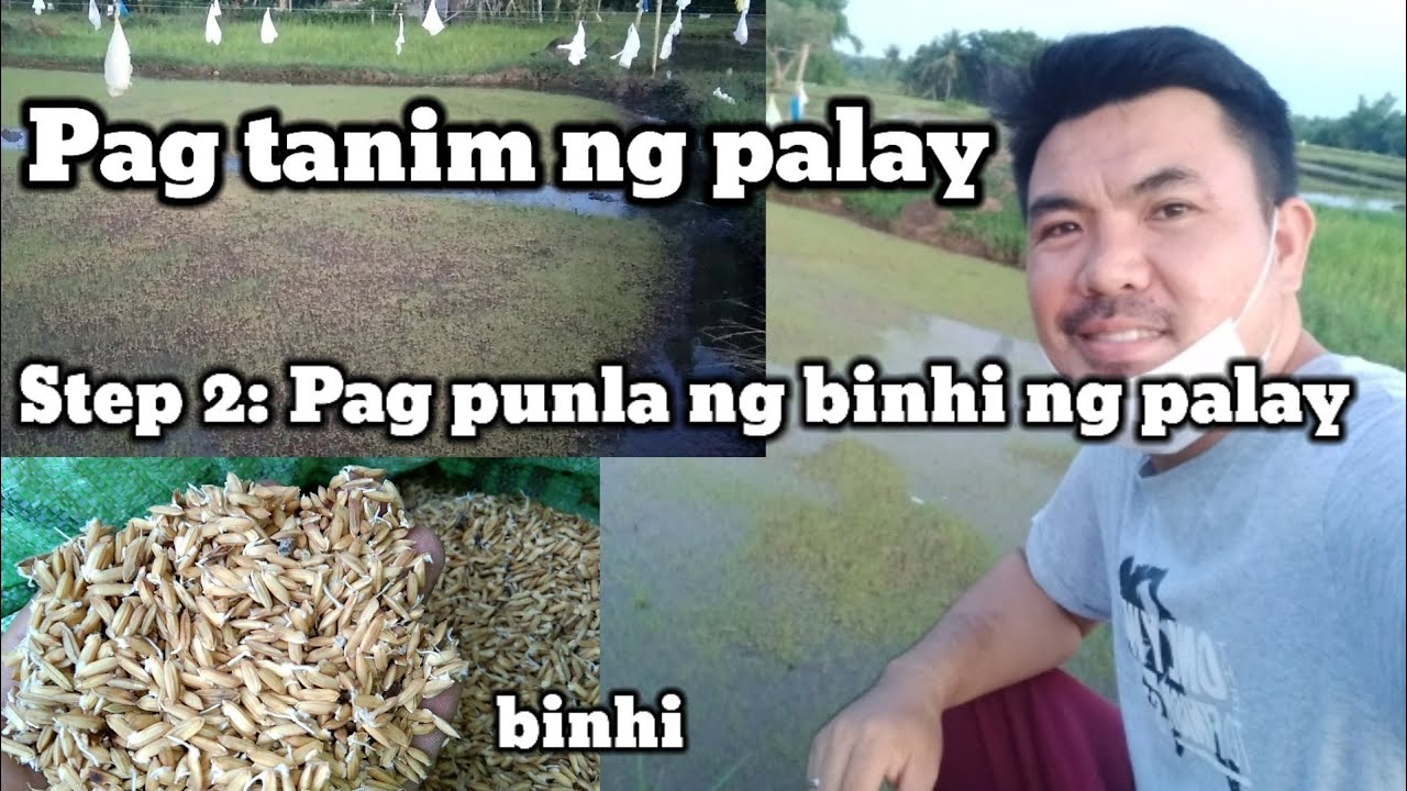 PAANO MAG TANIM NG PALAY | STEP TWO SA PAG TATANIM NG PALAY - YouTube