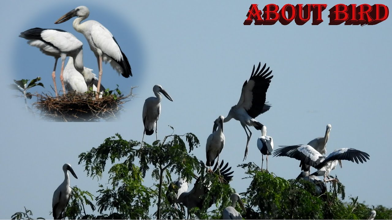 Very grateful about bird in Avian area ,it's about million of birds ...