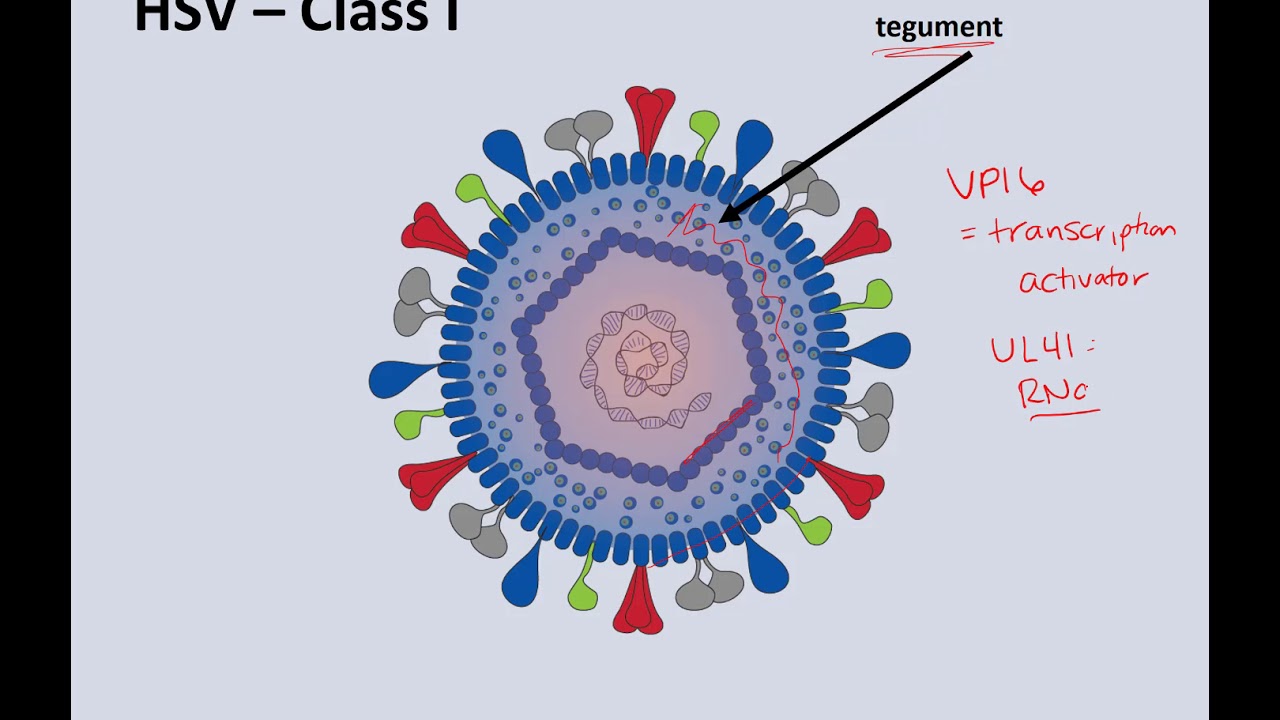 Day 5 DNA viruses gene expression strategies - YouTube
