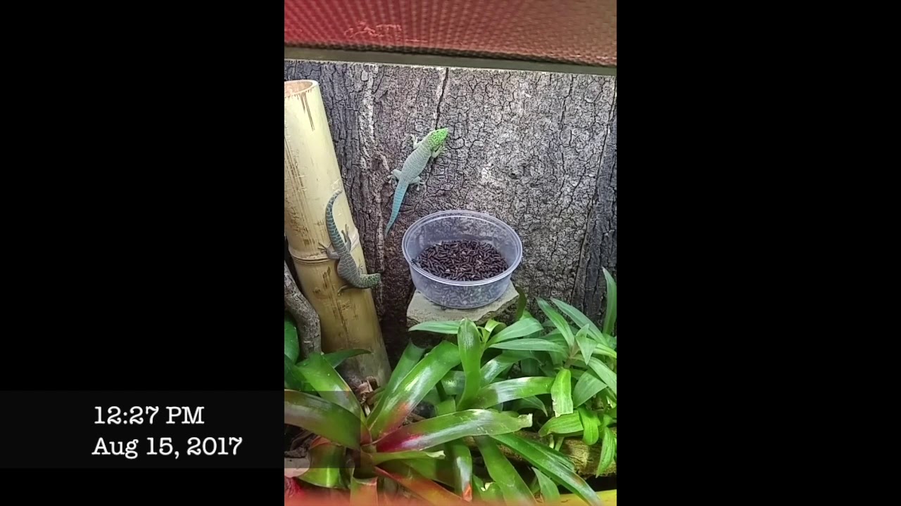 Standings Day Geckos Eating Flies - YouTube