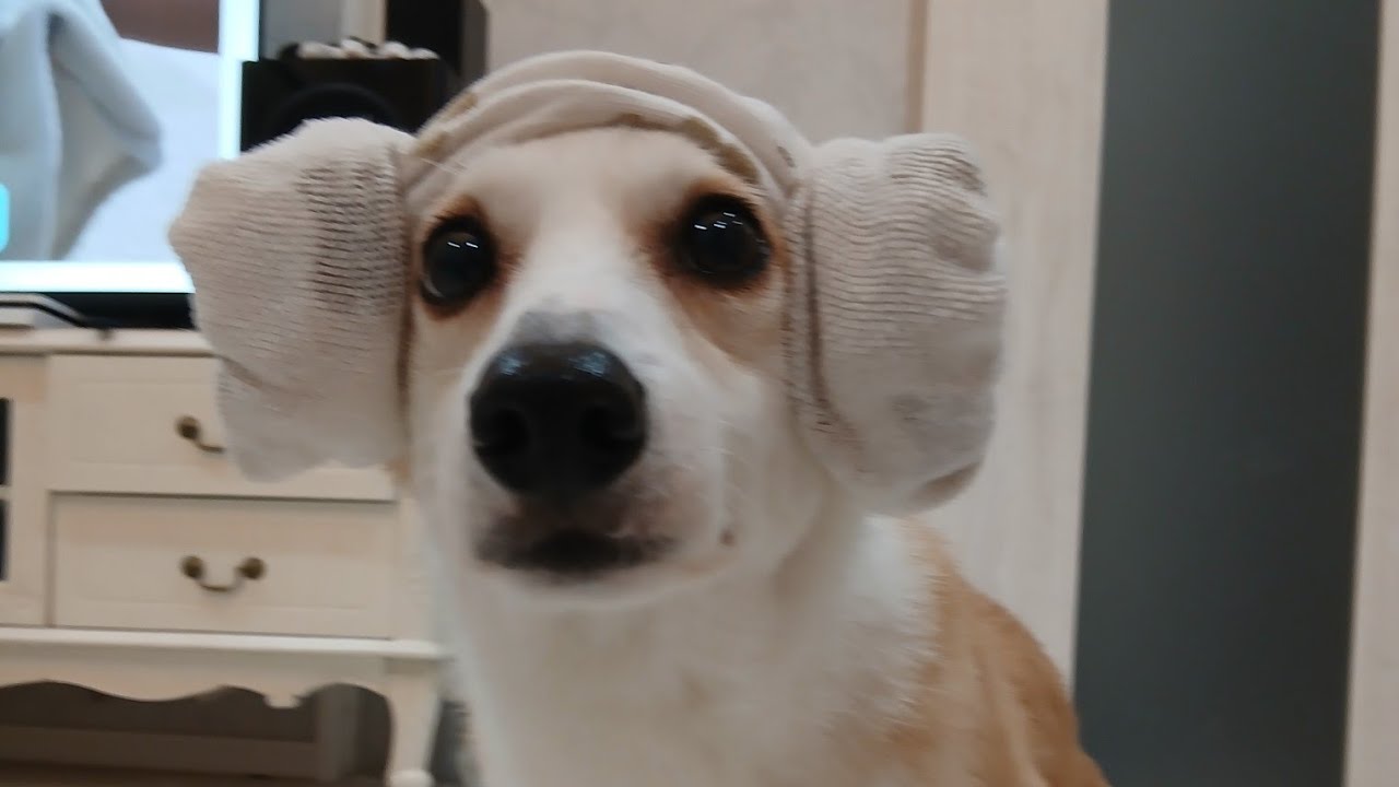 はむのチムジルバンごっこ/Ham the Corgi Prepares for Korean Spa 🐶/ 【양머리】 내 구운 계란 ...