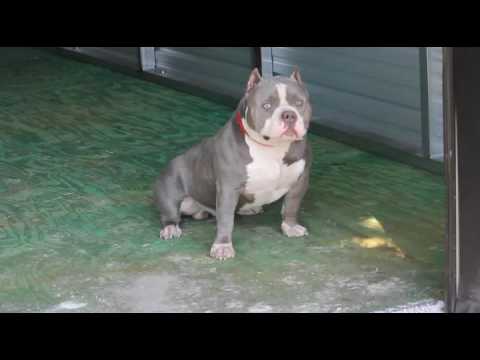 American bully dax son - YouTube
