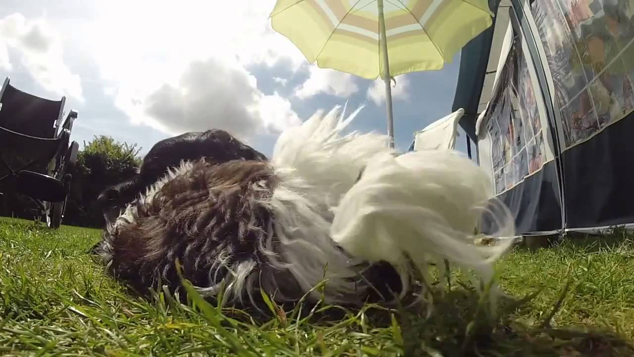 Dogs Playing Gopro - YouTube